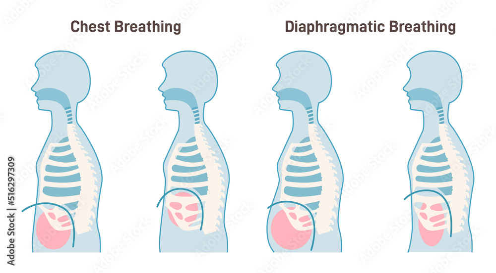 Chest and diaphragmatic breathing types. Anatomical mechanism Stock Vector | Adobe Stock