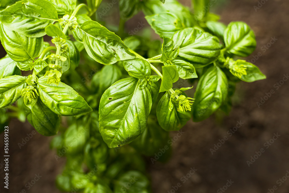 Basil on garden bed. A young purple basil bush grows outside in the ...