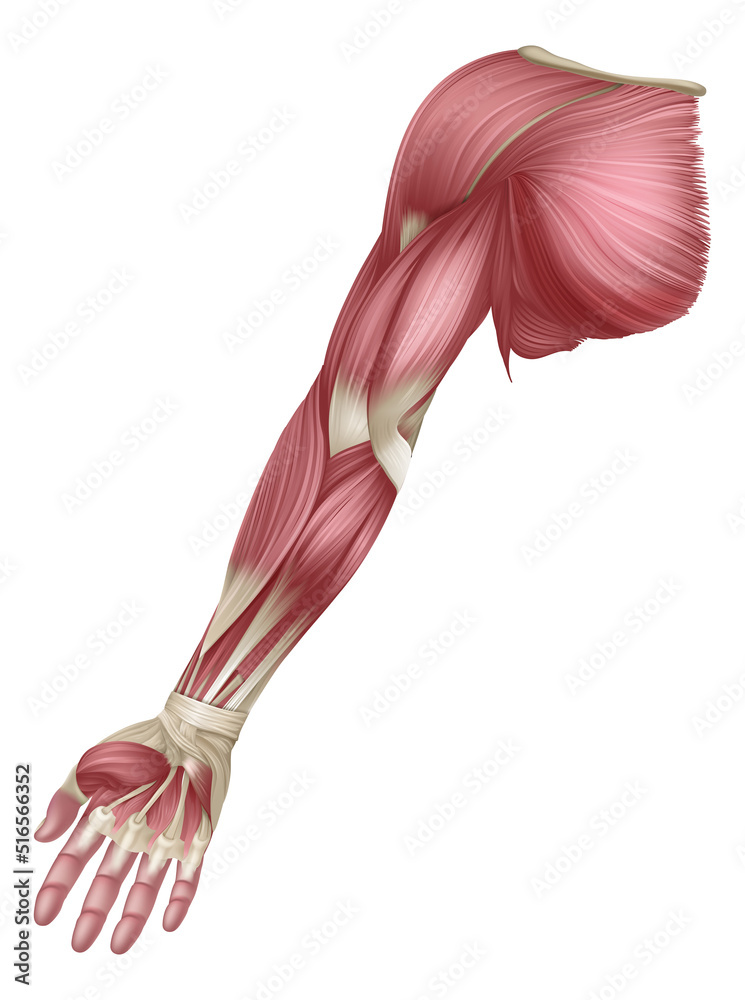 Arm Muscles Human Muscle Medical Anatomy Diagram Stock Vector | Adobe Stock