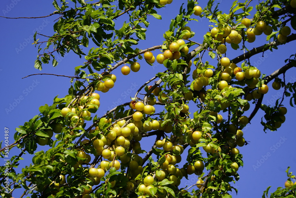Yellow Prunus cerasifera is a species of plum known by the common names ...