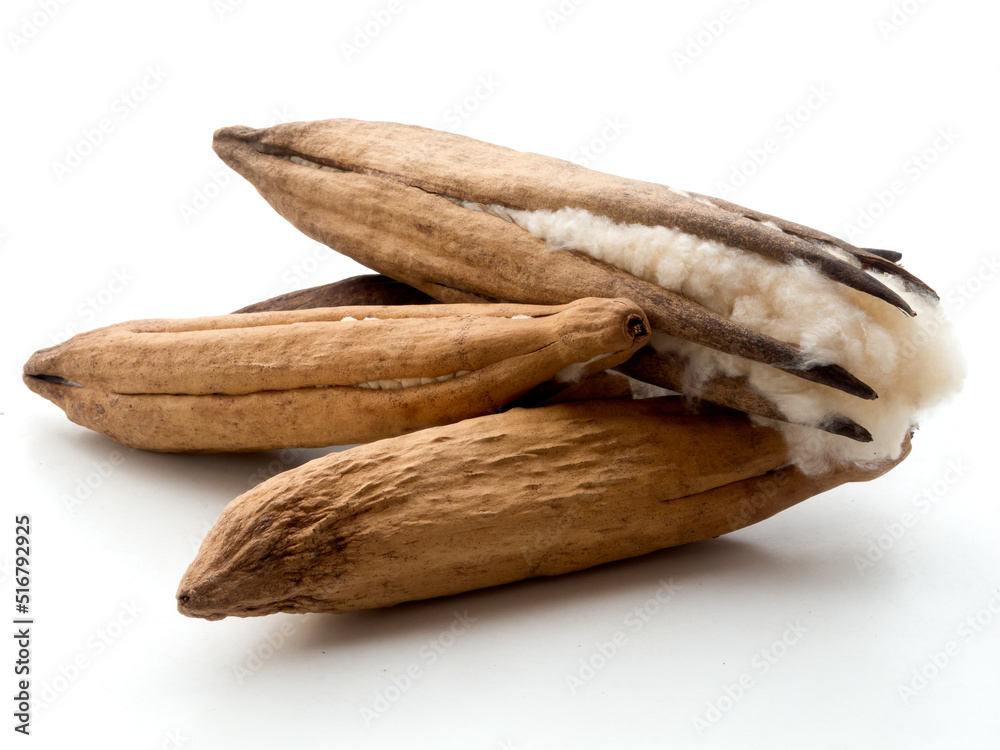 closeup Group of fruits from kapok, Ceiba pentandra fruit, White silk ...