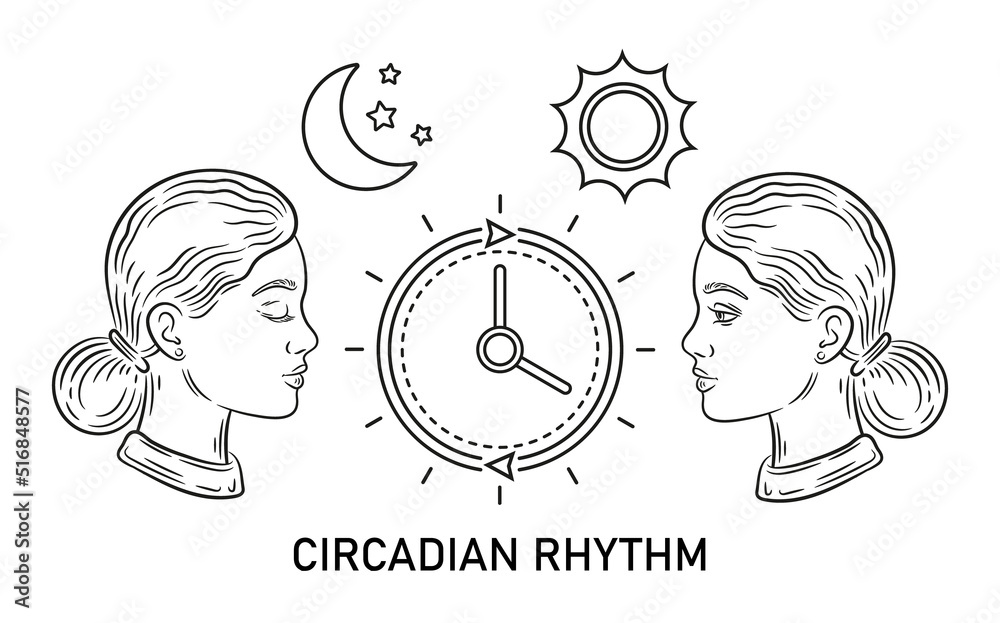 Circadian rhythm, biological clock, sleep time regulation, human life ...