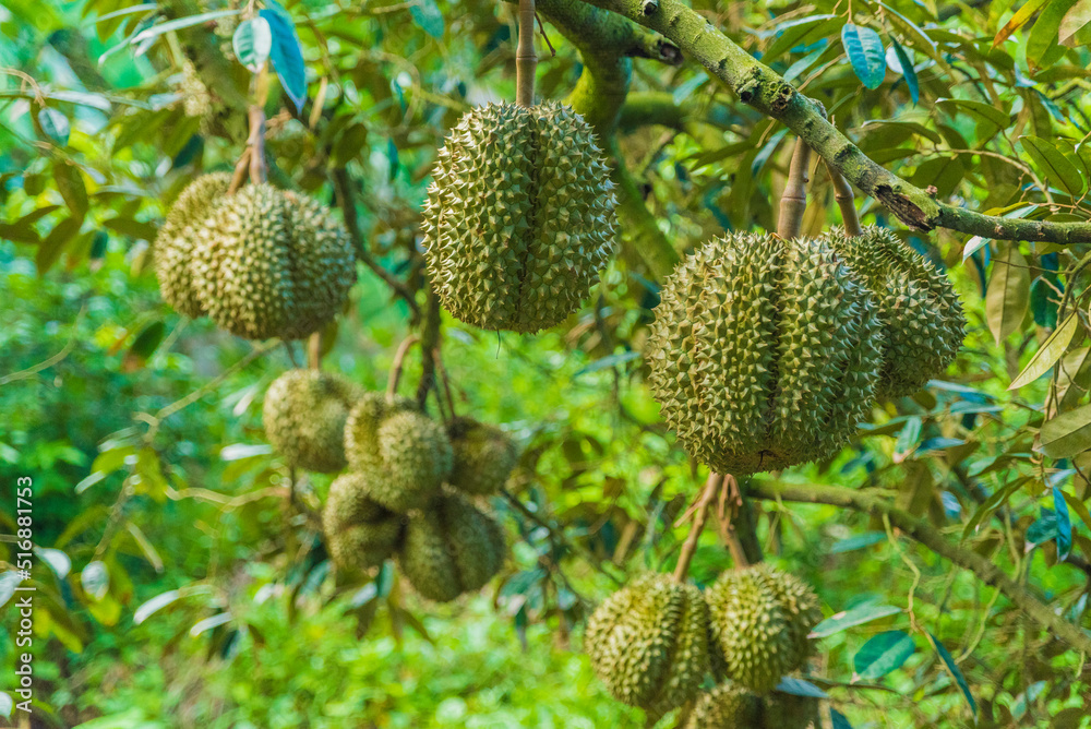 Durian tree, Fresh durian fruit on tree, Durians are the king of fruits ...