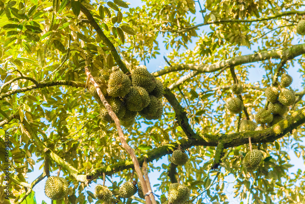 Durian tree, Fresh durian fruit on tree, Durians are the king of fruits ...