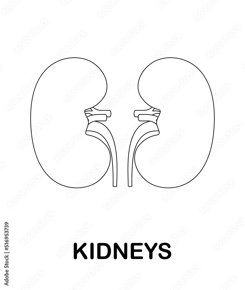 Coloring page with Kidneys for kids Stock Vector | Adobe Stock