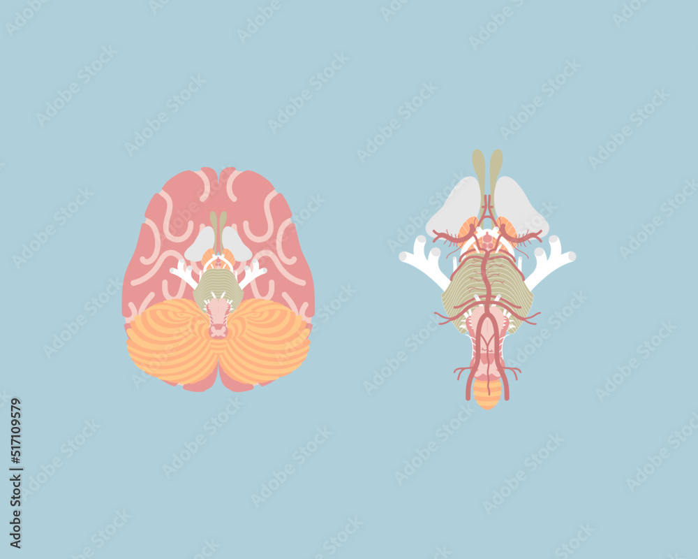 human brain, internal organs anatomy body part nervous system, vector ...