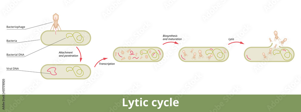 Lytic cycle. A cycle of viral reproduction via bacterial cell with its ...