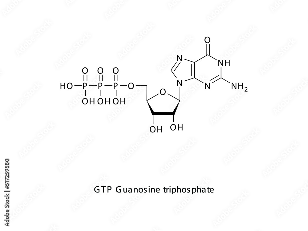 GTP Guanosine triphosphate Nucleoside molecular structure on white ...