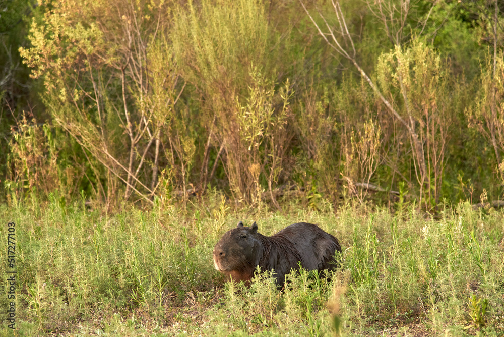 Capybara, hydrochoerus hydrochaeris, largest living rodent, native to ...