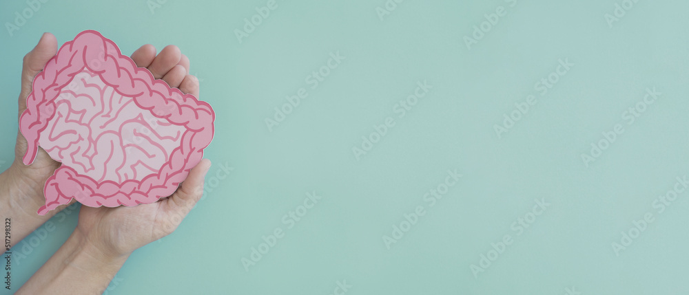 Hands holding intestine shape, healthy bowel degestion, leaky gut ...