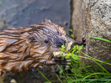 Nutria Muskrat Animal Nature Free Stock Photo - Public Domain Pictures