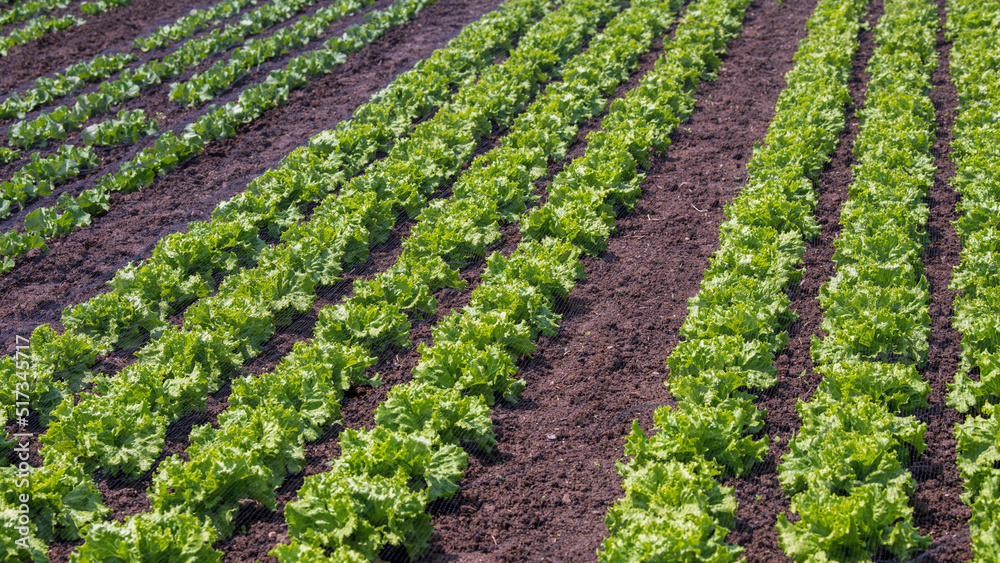 Kopfsalat und verschiedene Salatsorten auf dem Acker angebaut in Reihen ...