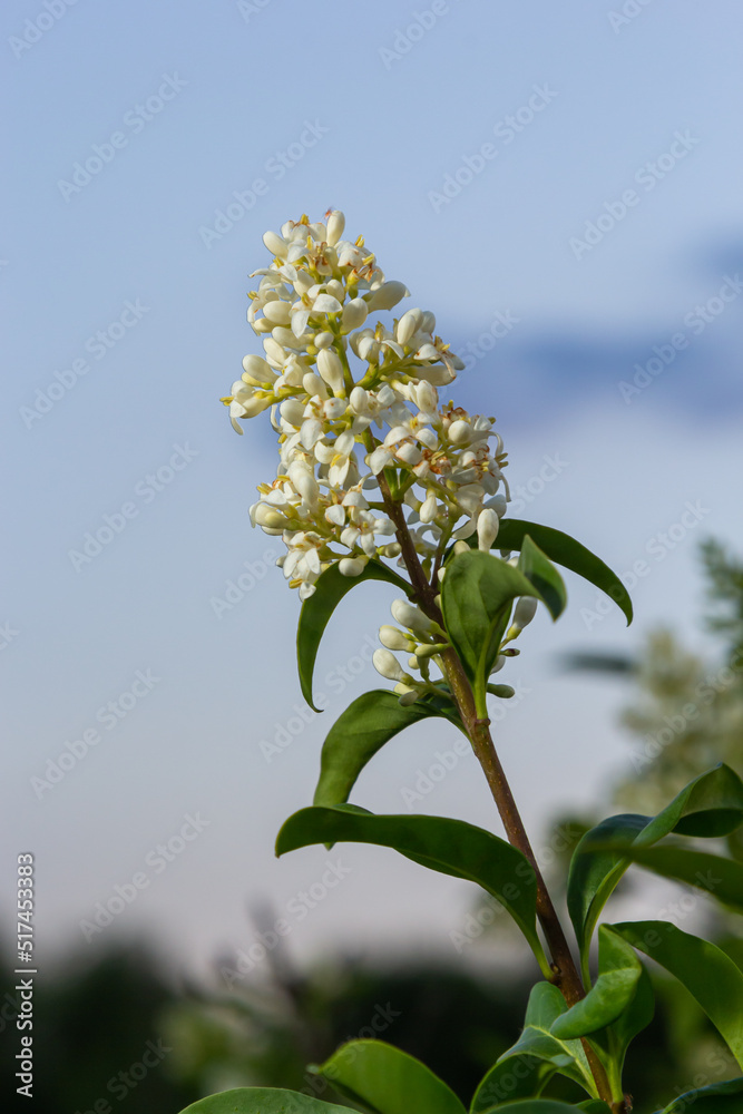 Flowering European privet or Ligustrum vulgare with white flowers and ...