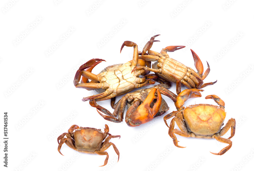 Foto de Stock Boiled Thai crabs for cooking, isolated on white background. Concept : Weird food ...