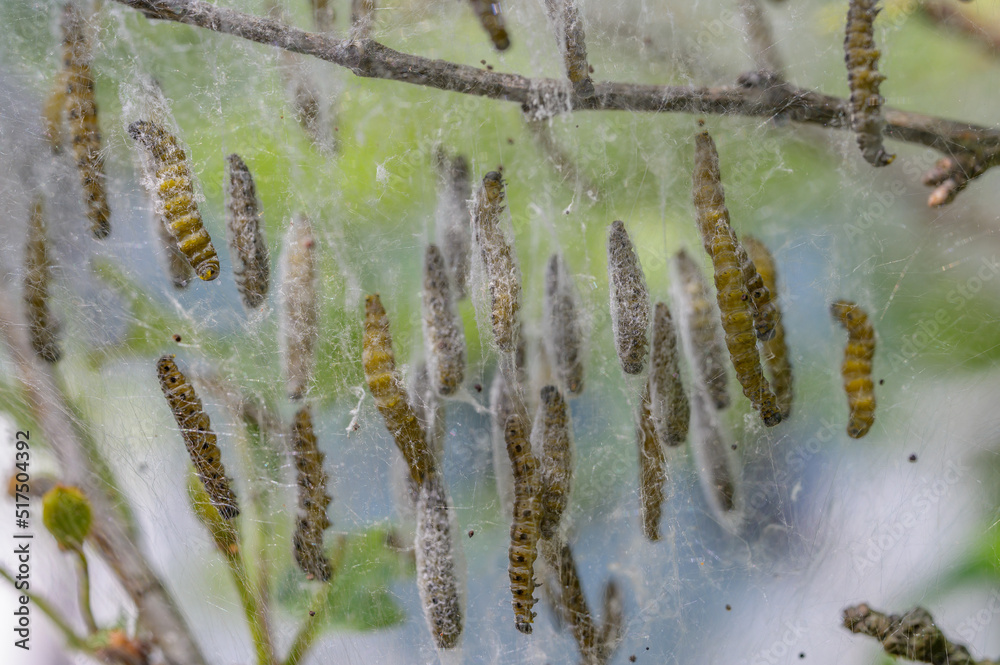 Yponomeuta padella (garden ermine). A butterfly in the caterpillar ...