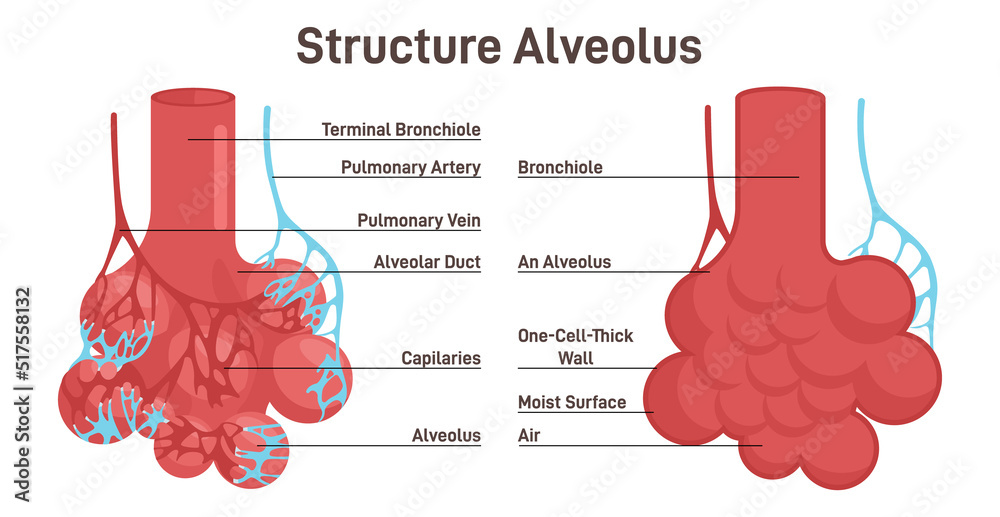 Alveolus structure. Respiratory membrane of alveoli, oxygen and carbon ...