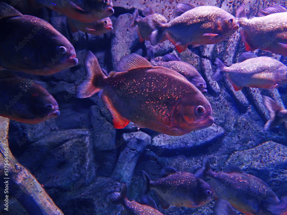 Red-bellied piranha Pygocentrus nattereri freshwater fish, family ...