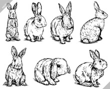Vintage Illustration Art Bunny Free Stock Photo - Public Domain Pictures