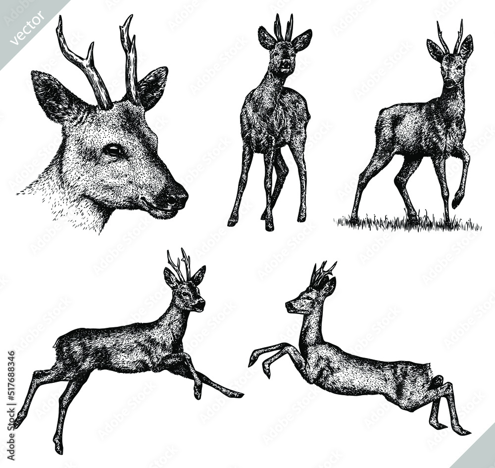 Vintage engrave isolated deer set illustration ink sketch. Wild roe ...