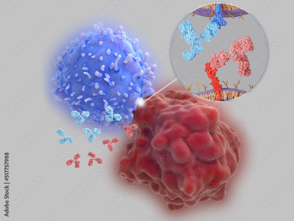 Immune Checkpoint Inhibitors Interaction Between Pd 1 And Pd L1