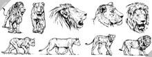 Lion Art Illustration Free Stock Photo - Public Domain Pictures