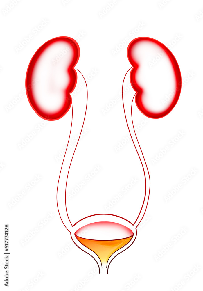 Illustration of kidneys and urinary system on white background. Human ...