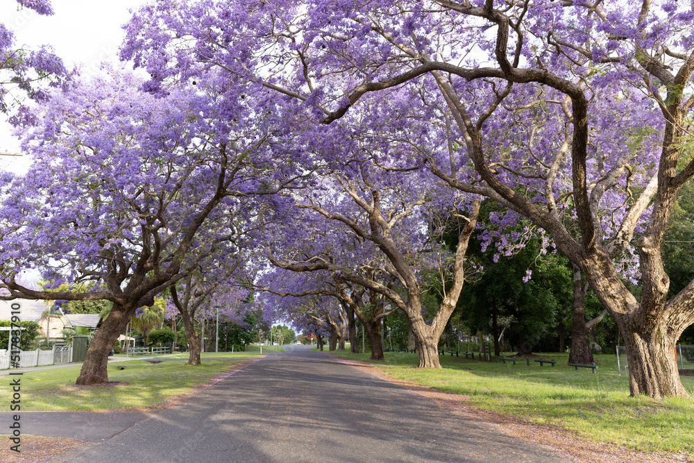 flowering jacaranda trees on bacon street during the jacaranda festival ...