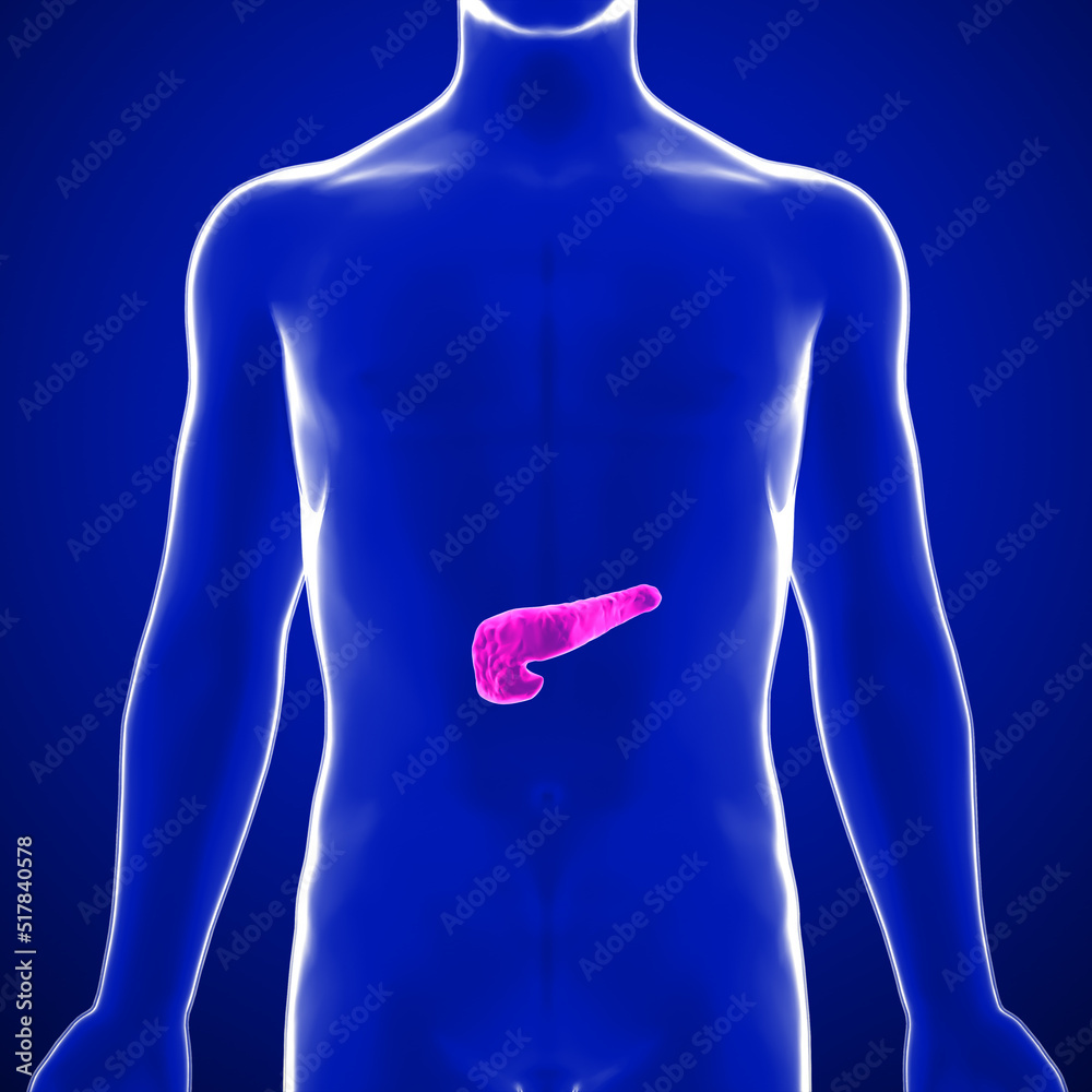 Ilustración de Stock The pancreas is an organ of the digestive system ...