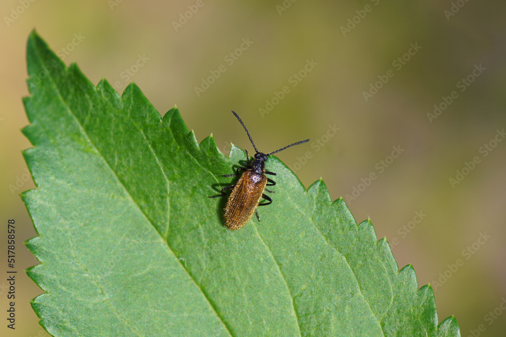 Beetle Lagria hirta or Lagria atripes. Two very similar species ...