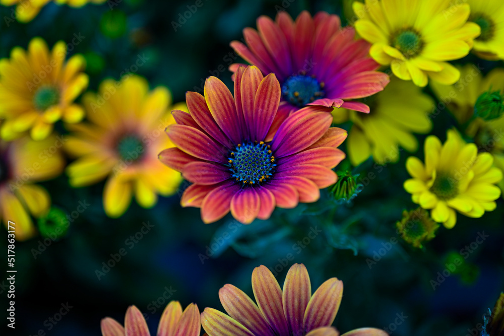 Osteospermum ecklonis. Super-cluster of rows of African daisies of all ...