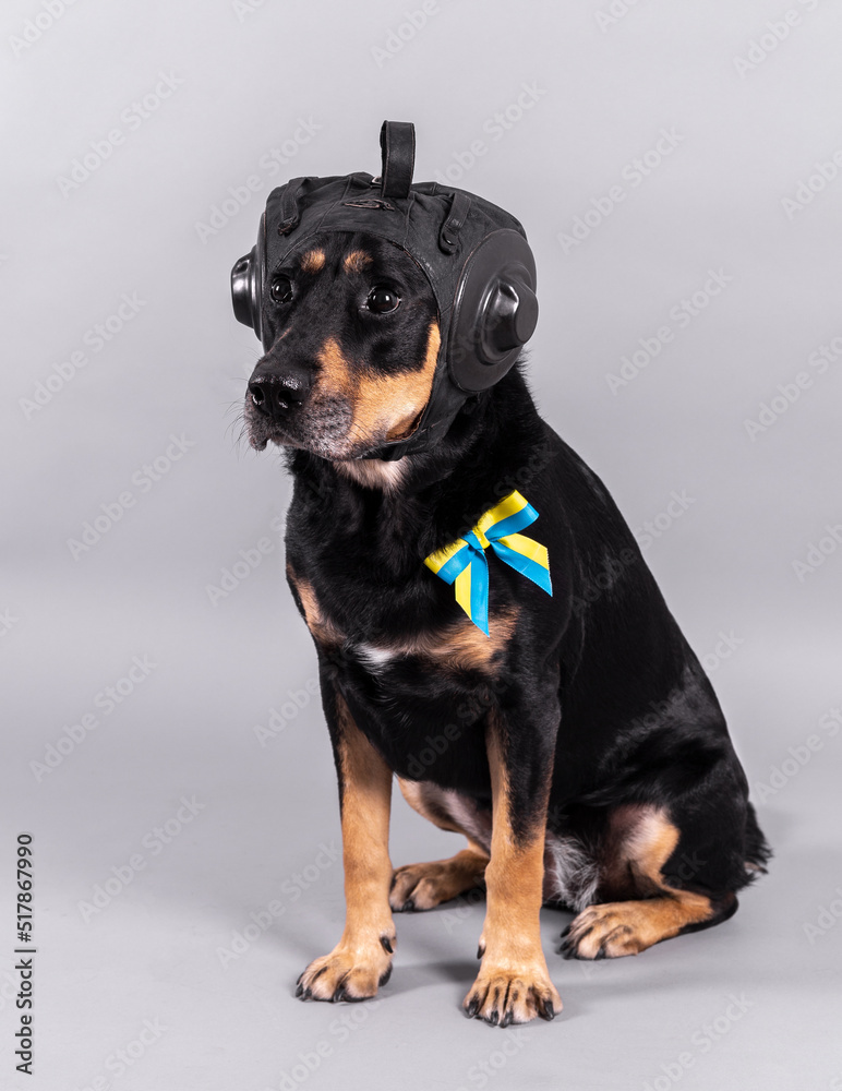 Large black dog from Ukraine wearing a helmet. Patriot dog. Animals of ...