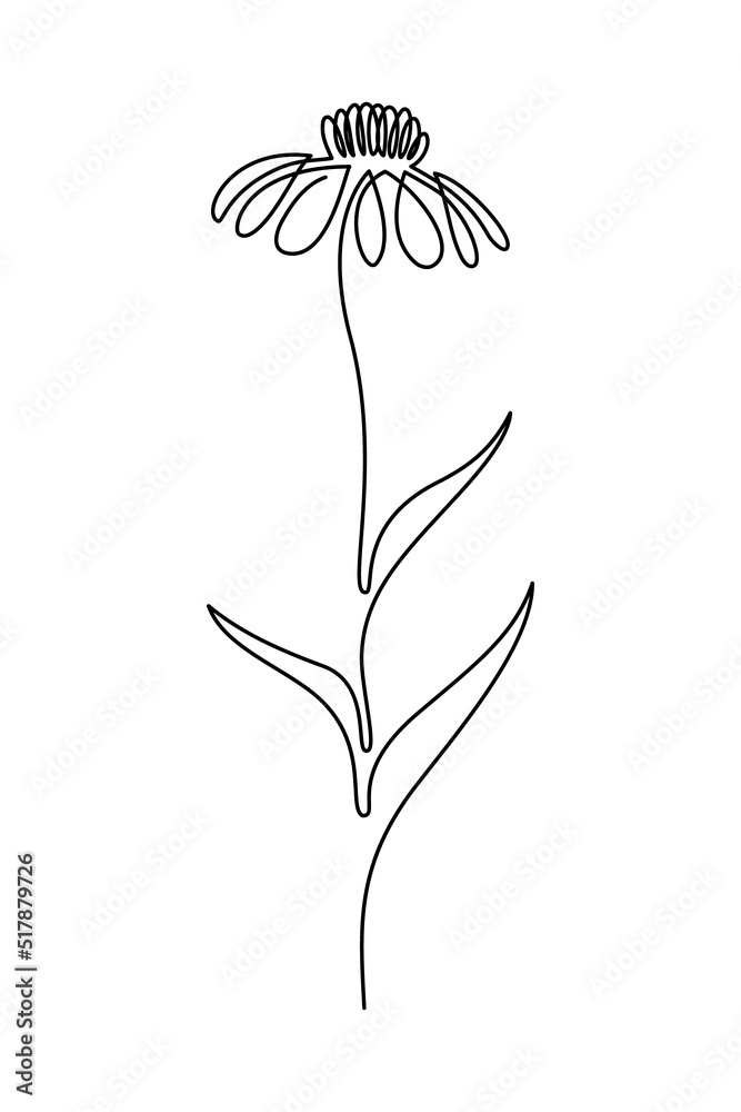 Echinacea flower in continuous line art drawing style. Coneflower black ...