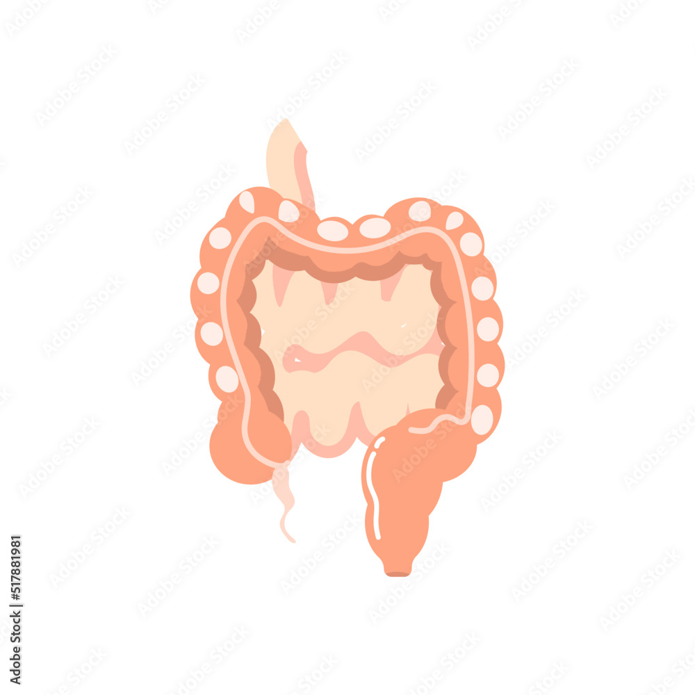 large and small intestine with appendix, internal organs anatomy body ...