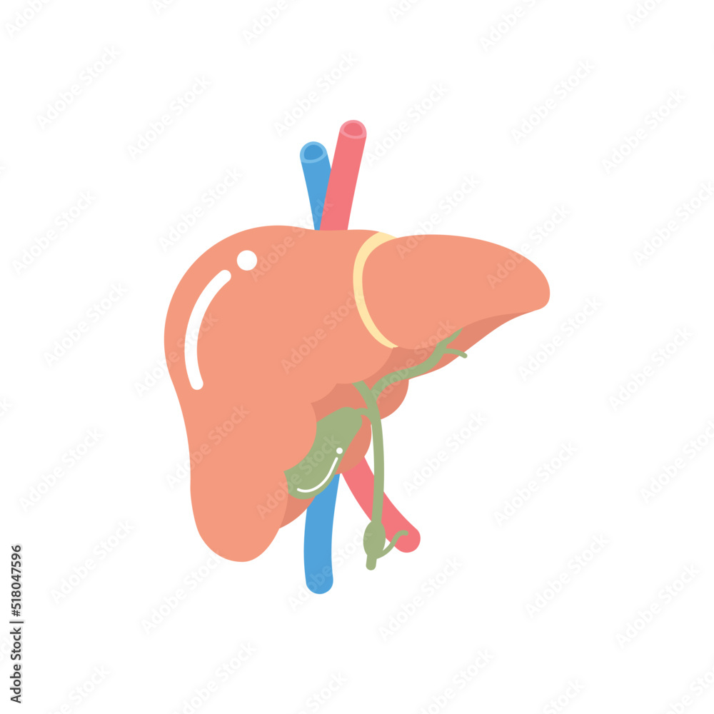 liver, internal organs anatomy body part nervous system, vector ...
