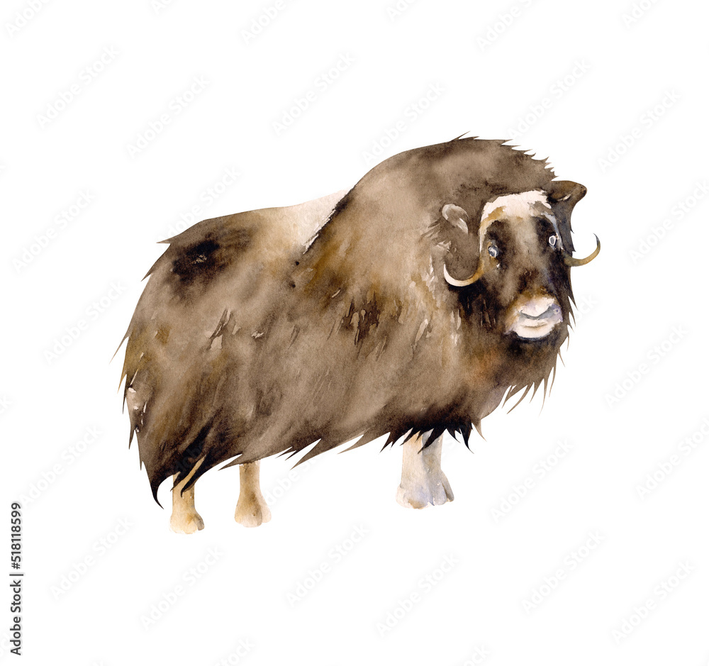 Hand-drawn watercolor musk ox illustration isolated on white background ...