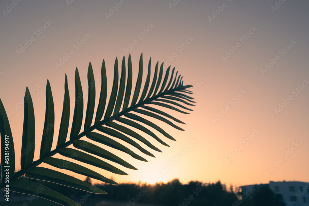 beautiful palm leaf on the sunset sky. Miami. Tropical leaf. Background ...