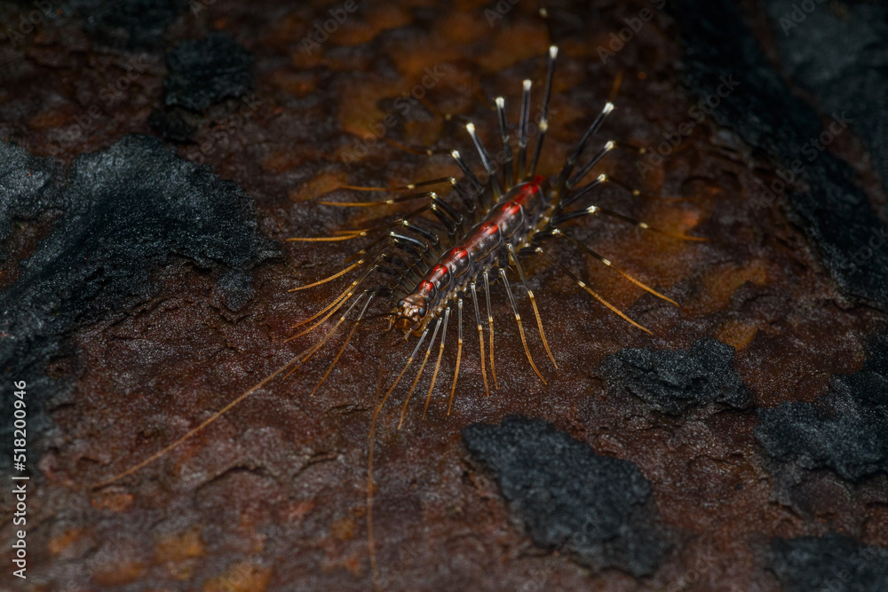 Close-up portrait of a long-legged centipede(scutigera sp.) from Tambdi ...