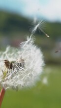 Wind Blowing Flowers Free Stock Photo - Public Domain Pictures