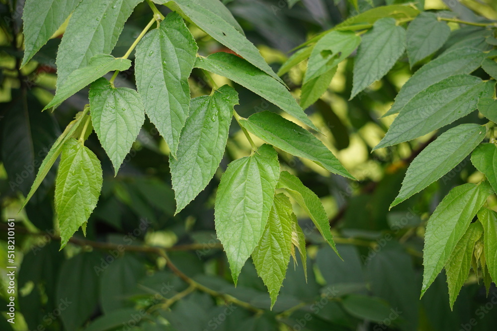 Muntingia calabura leaves (Kersen, , capulin blanco, cacaniqua, nigua ...