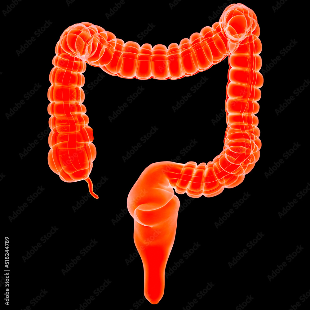 Human Digestive System Large Intestine Anatomy Stock Illustration ...