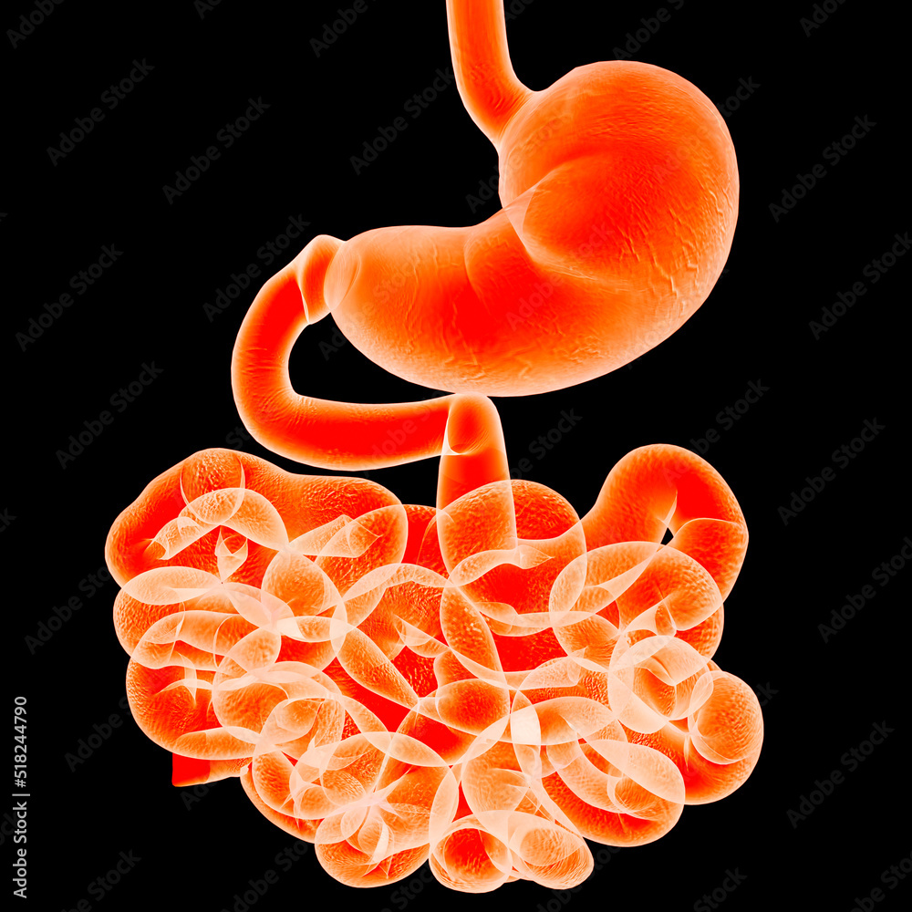 Human Digestive System Stomach with Small Intestine Anatomy Stock ...