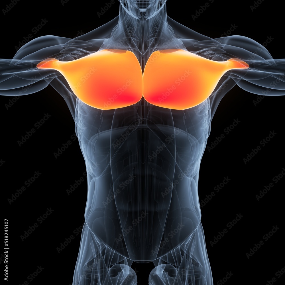 Human Muscular System Torso Muscles Pectoral Muscles Anatomy Stock ...