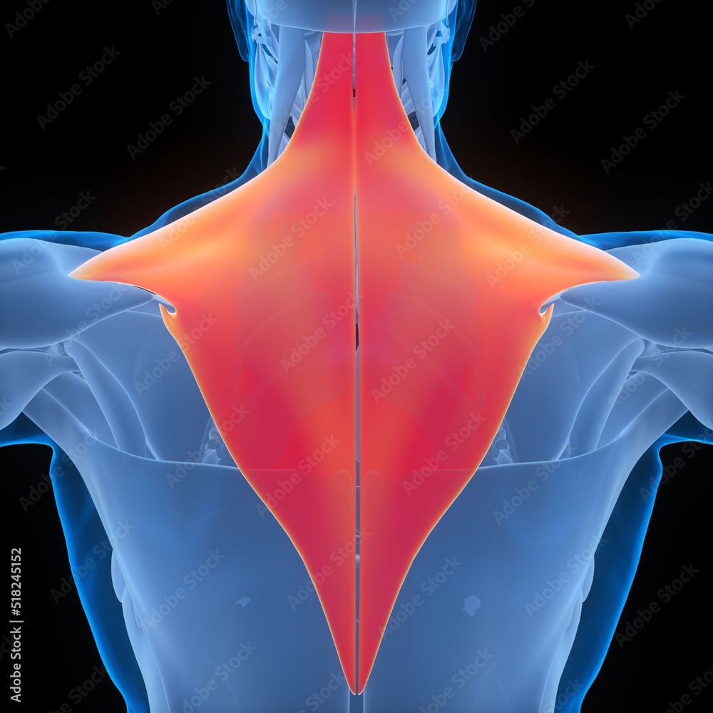 Human Muscular System Torso Muscles Trapezius Muscle Anatomy Stock ...