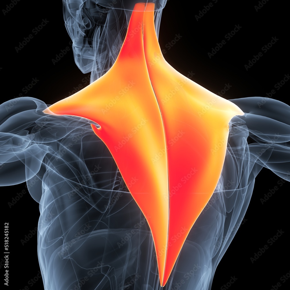Ilustración de Stock Human Muscular System Torso Muscles Trapezius ...