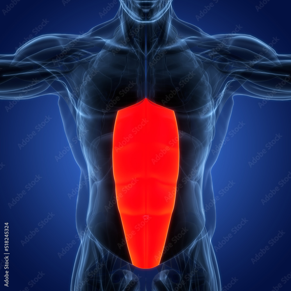 Human Muscular System Torso Muscles Rectus Abdominis Muscle Anatomy ...