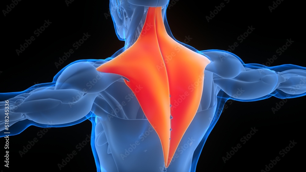 Ilustração Human Muscular System Torso Muscles Trapezius Muscle Anatomy ...