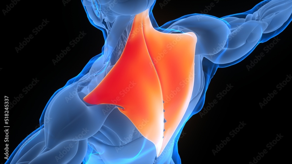 Human Muscular System Torso Muscles Trapezius Muscle Anatomy Stock ...