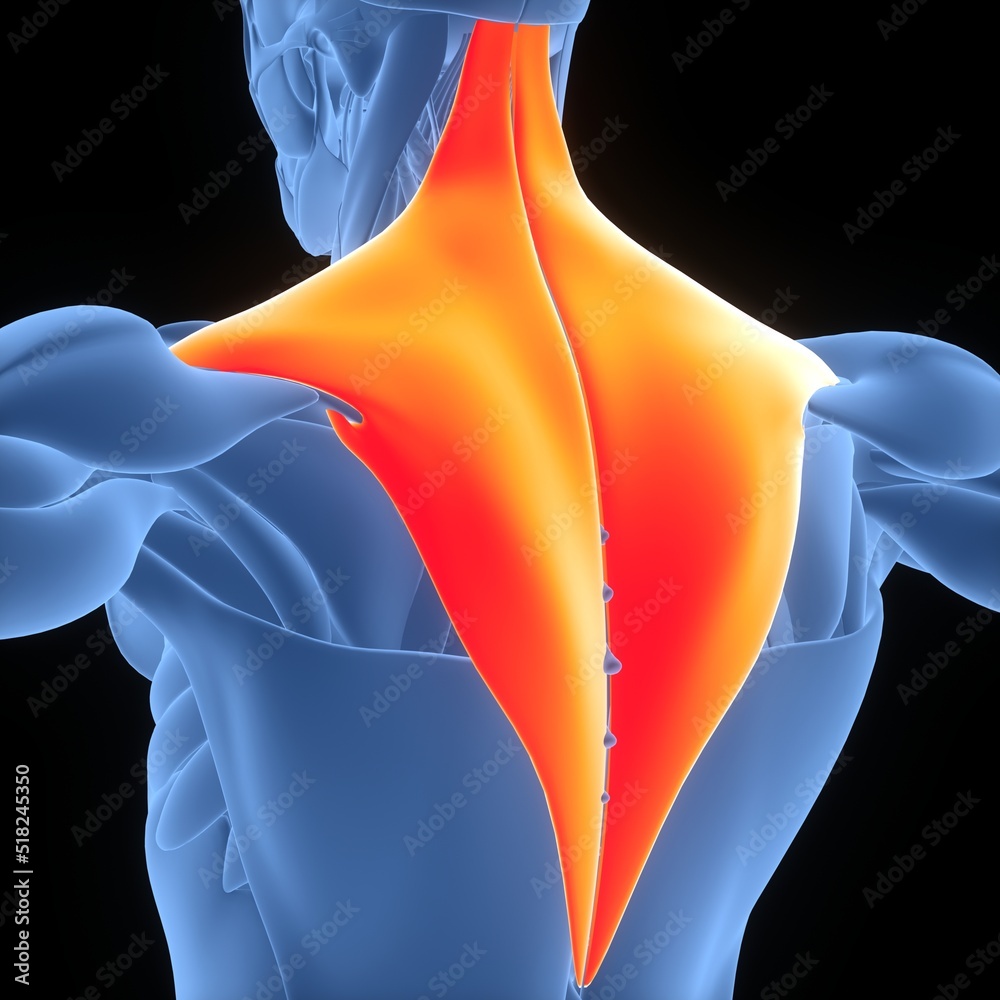 Human Muscular System Torso Muscles Trapezius Muscle Anatomy Stock ...