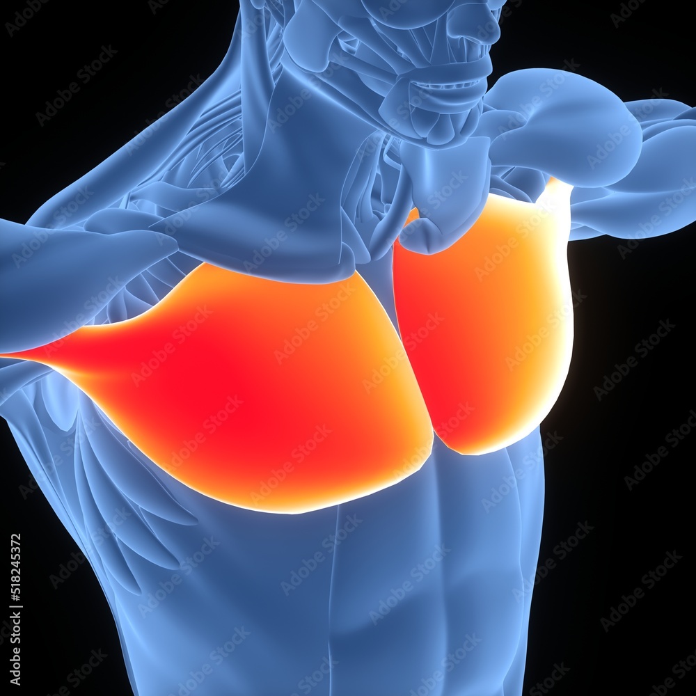 Ilustración de Stock Human Muscular System Torso Muscles Pectoral ...