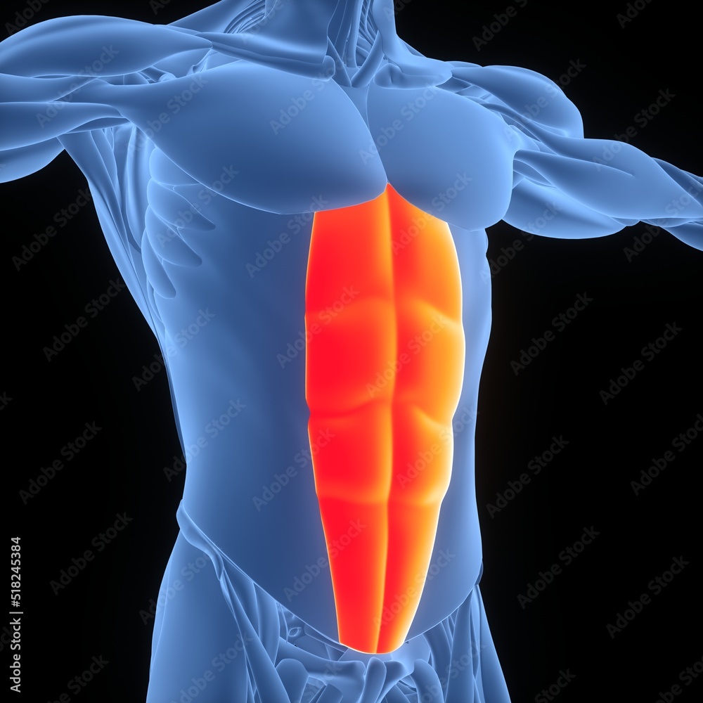 Human Muscular System Torso Muscles Rectus Abdominis Muscle Anatomy ...